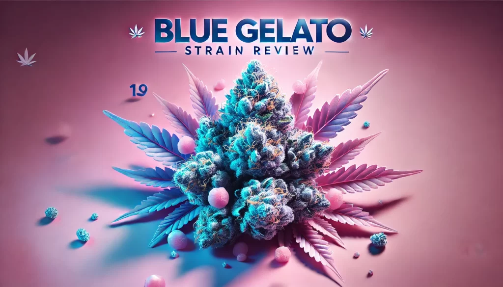 Blue Gelato Strain Review: A Sweet, Potent Hybrid Worth Trying – Pink House